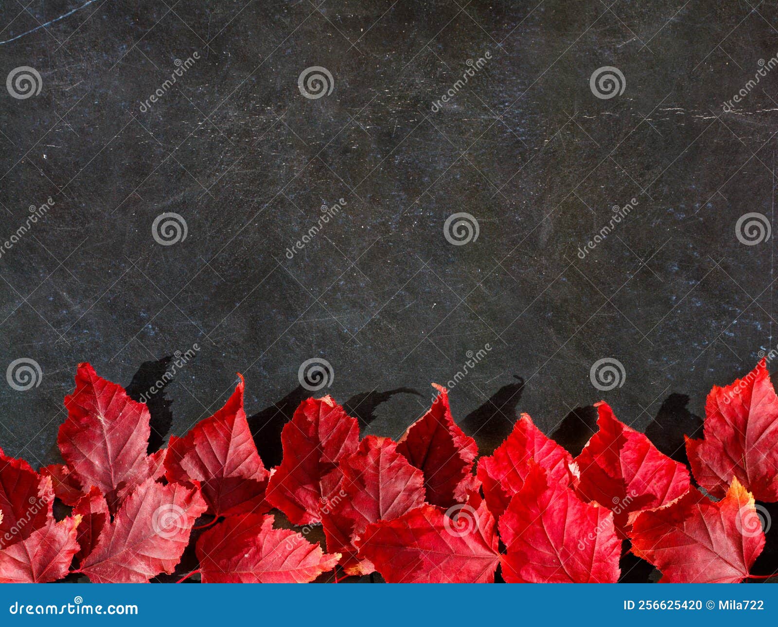 Border Composition of Red Colored Autumn Maple Leaves Falling on Black ...