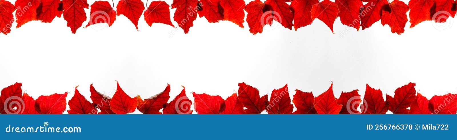 Border Composition of Red Colored Autumn Maple Leaves Falling Isolated ...