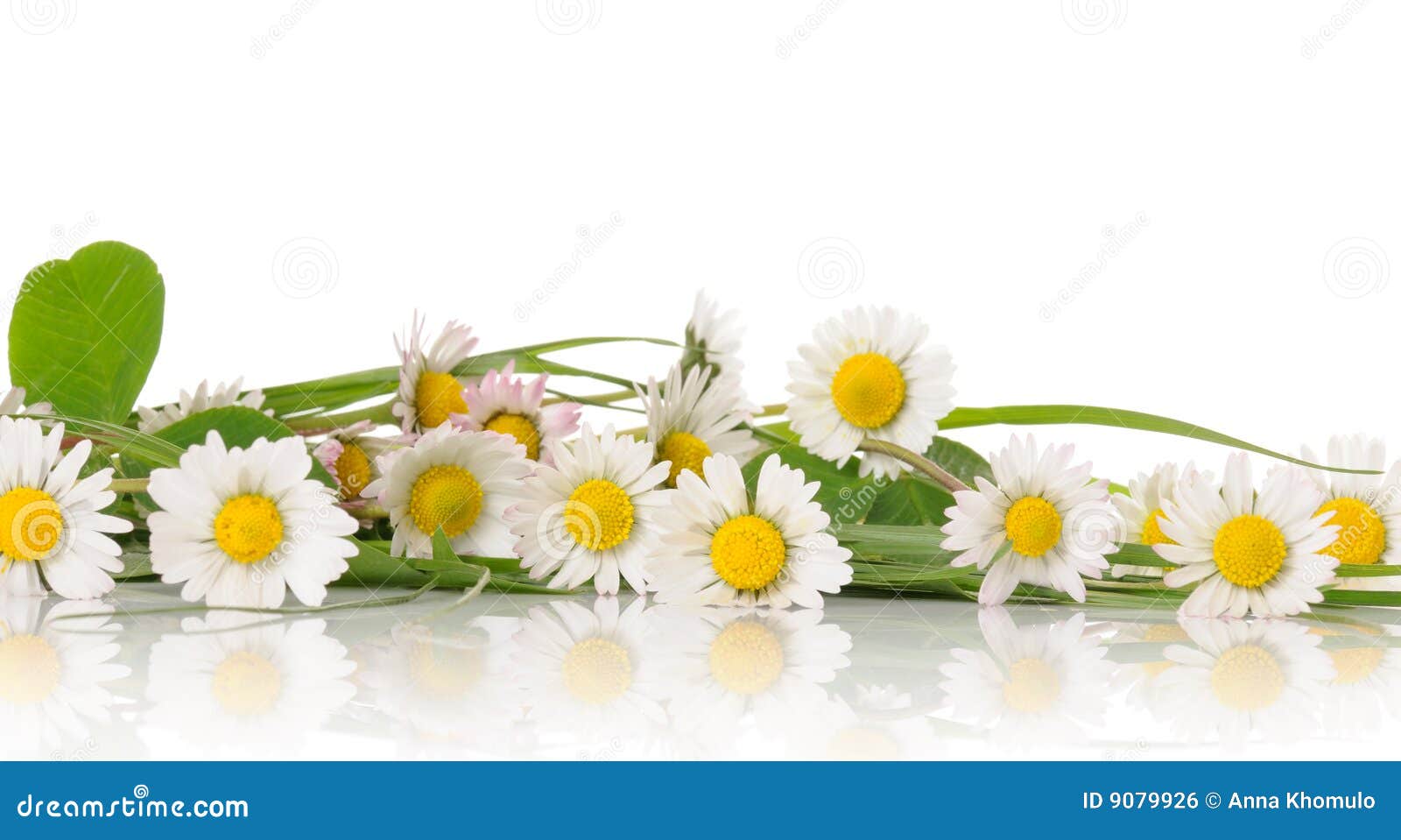Border of daisy stock photo. Image of flower, border, yellow - 9079926