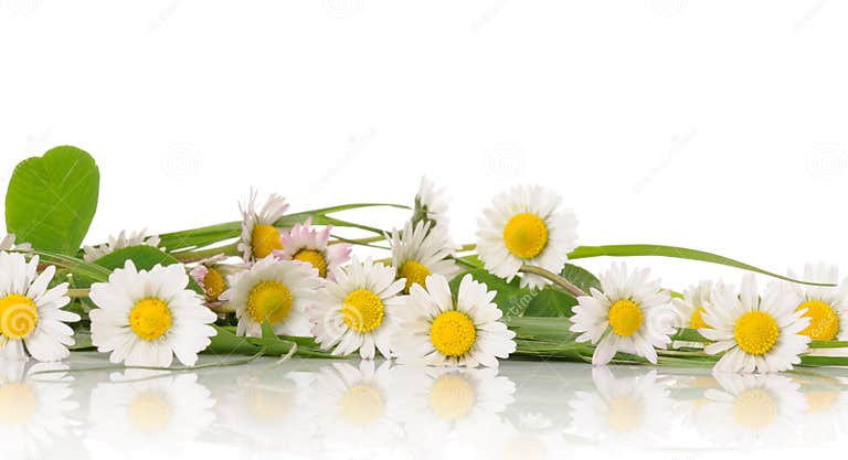 Border of daisy stock photo. Image of flower, border, yellow - 9079926