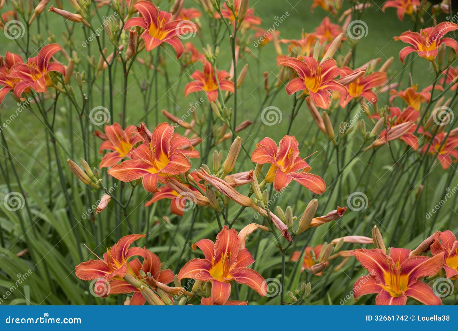 Border Day Lilies Buds stock photo. Image of leaves, color - 32661742