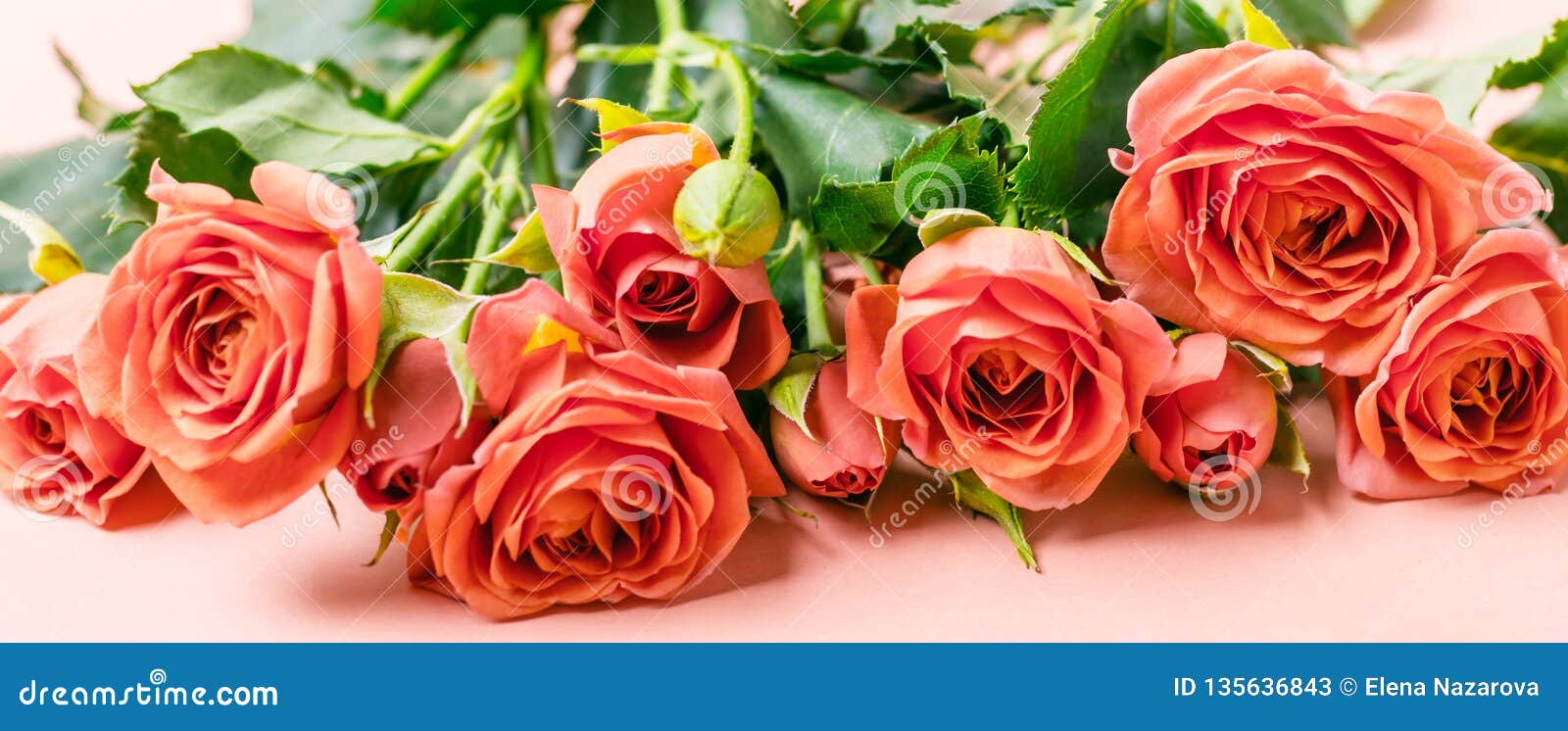 Border Of Delicate Coral Roses. Banner Format Royalty-Free Stock Photo ...