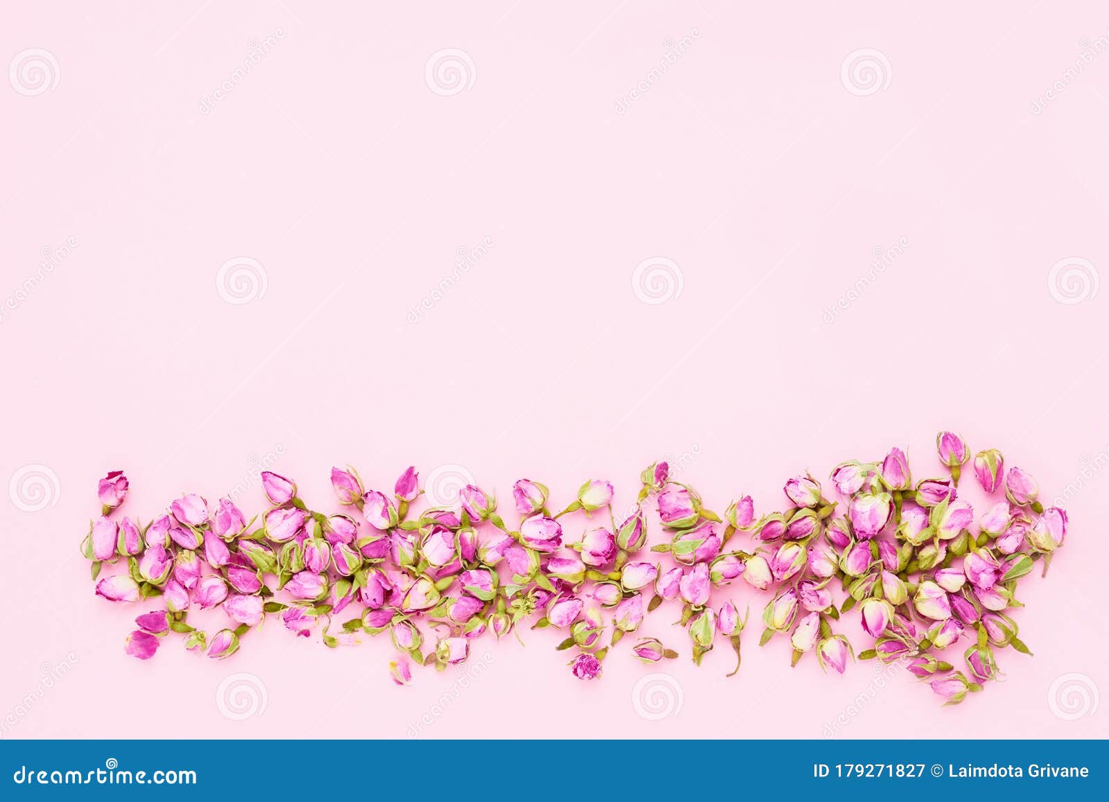 Border of Dried Pink Roses for Tea on Pink Background. Top View, Opy ...