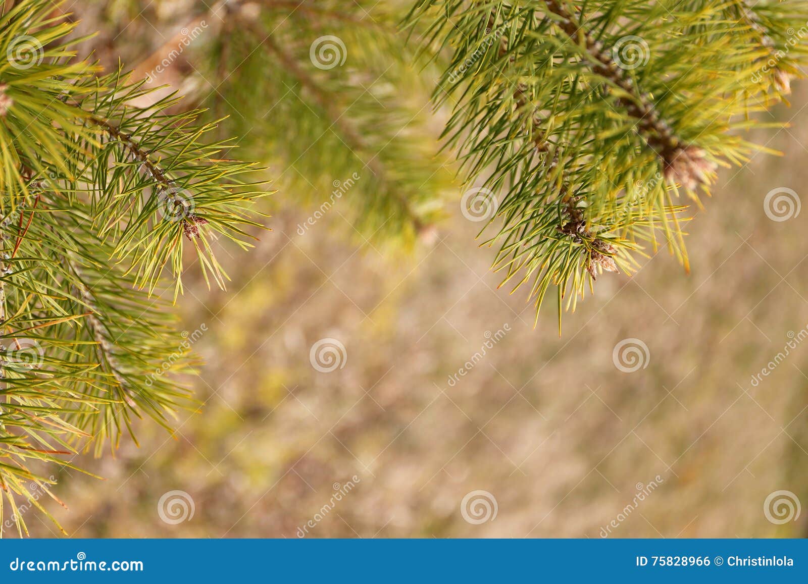 Border of Evergreen Spruce Branch on Background of Forest FLoor Stock ...