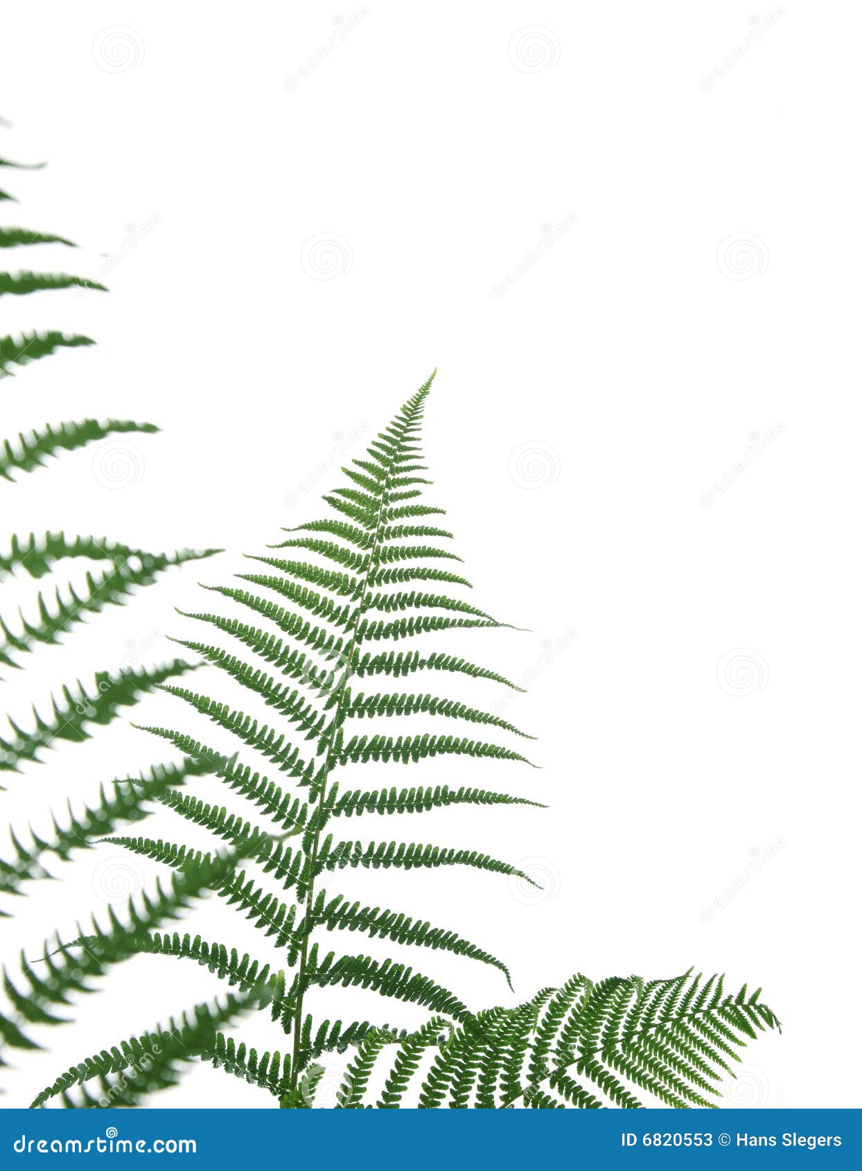 Border of ferns stock image. Image of ecology, fauna, green - 6820553
