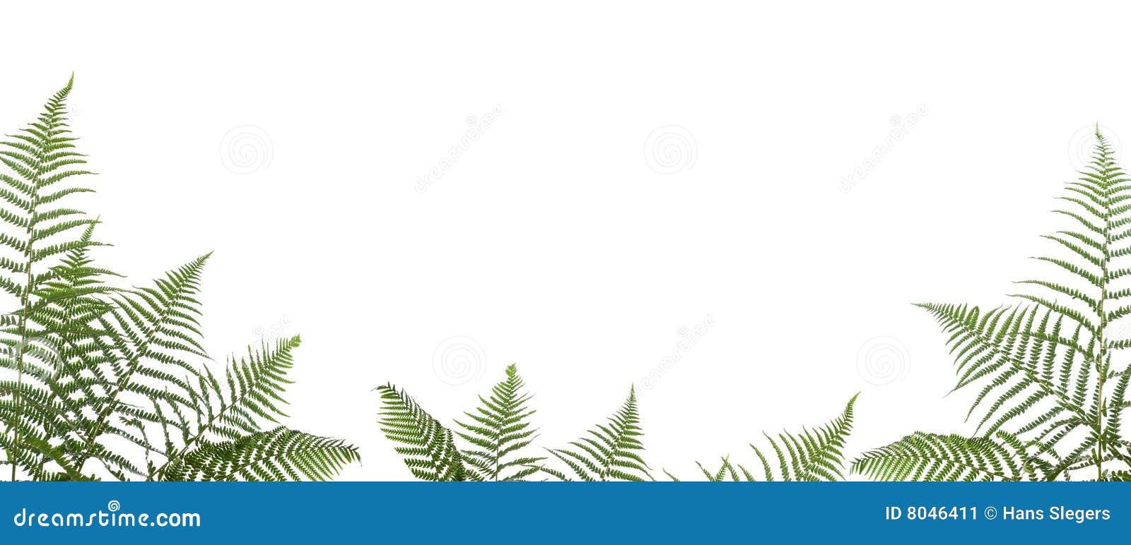 Border of ferns stock image. Image of landscaping, background - 8046411
