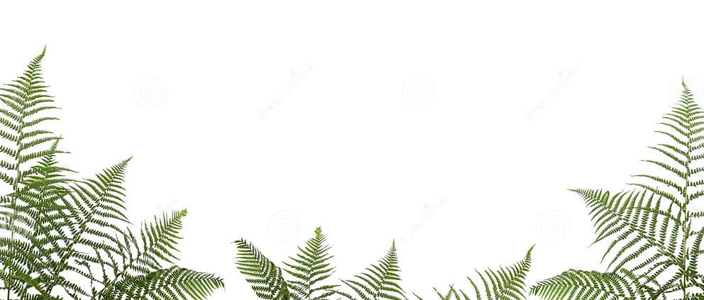 Border of ferns stock image. Image of landscaping, background - 8046411