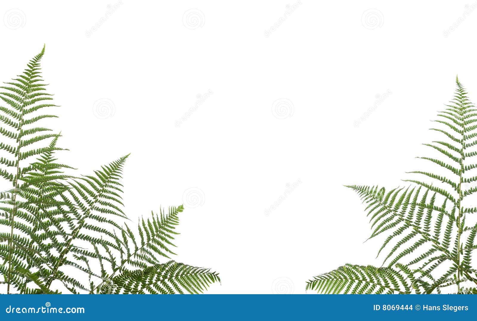 Border Of Ferns Stock Images - Image: 8069444