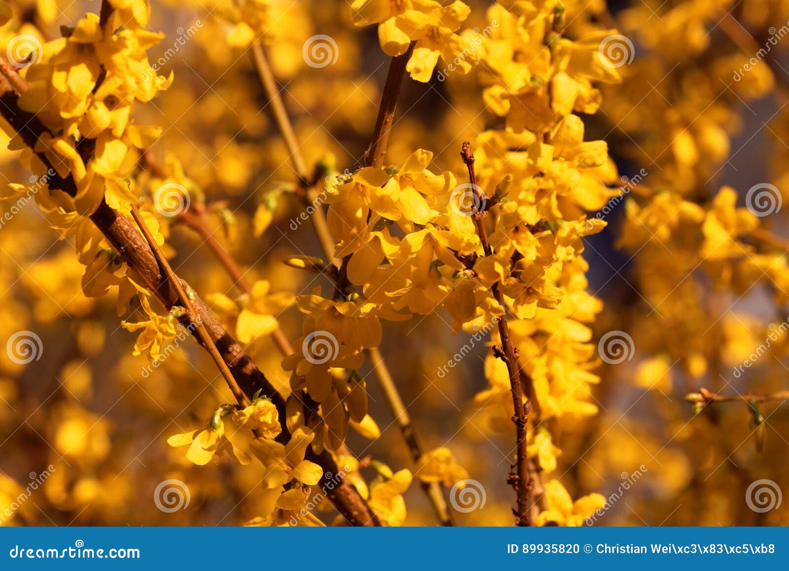 Border forsythia stock photo. Image of border, intermedia - 89935820