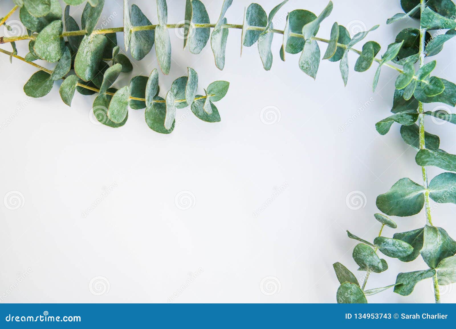 Border of Fragrant Eucalyptus Branches Stock Image - Image of natural ...