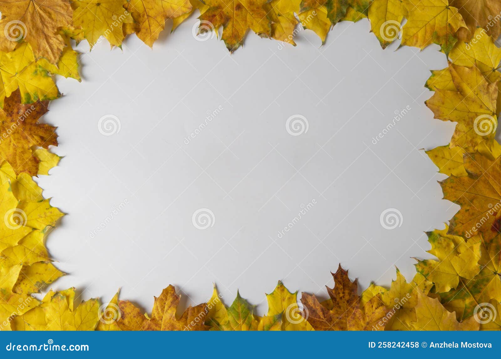 Border Frame of Bright Autumn Maple Leaves on White Background Stock ...