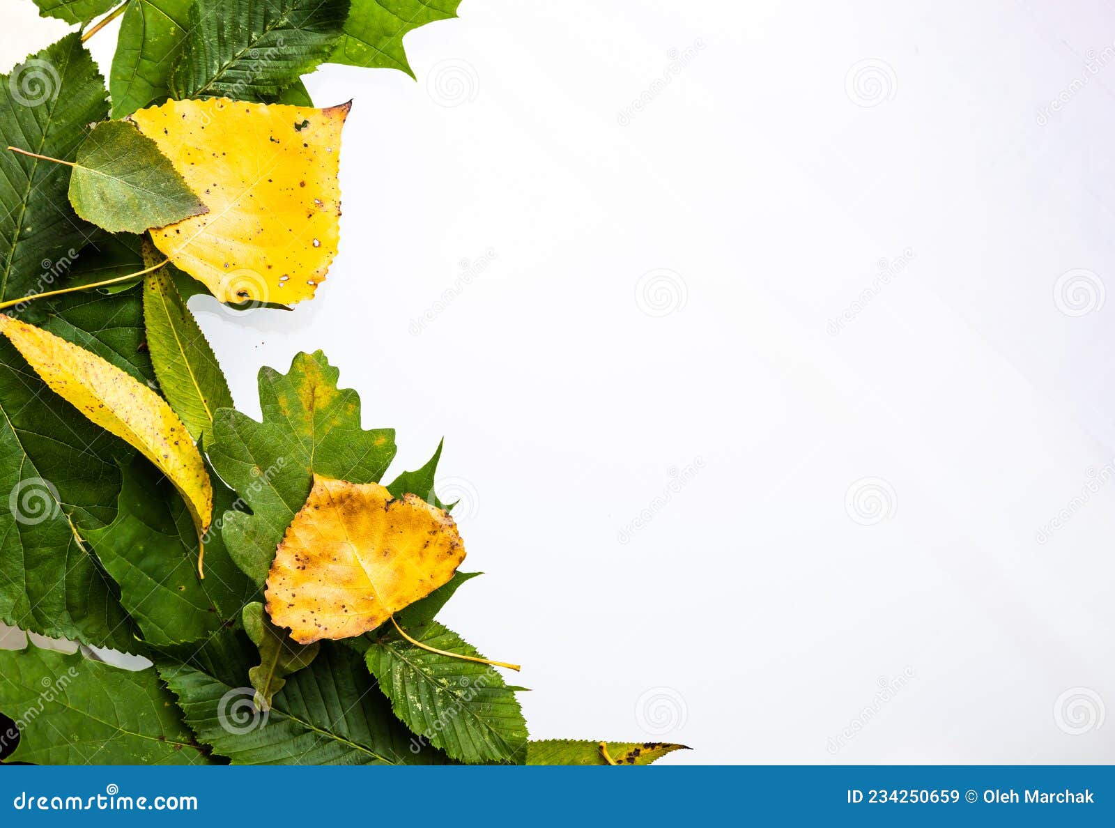 Border Frame of Colorful Autumn Leaves Isolated on White Stock Image ...