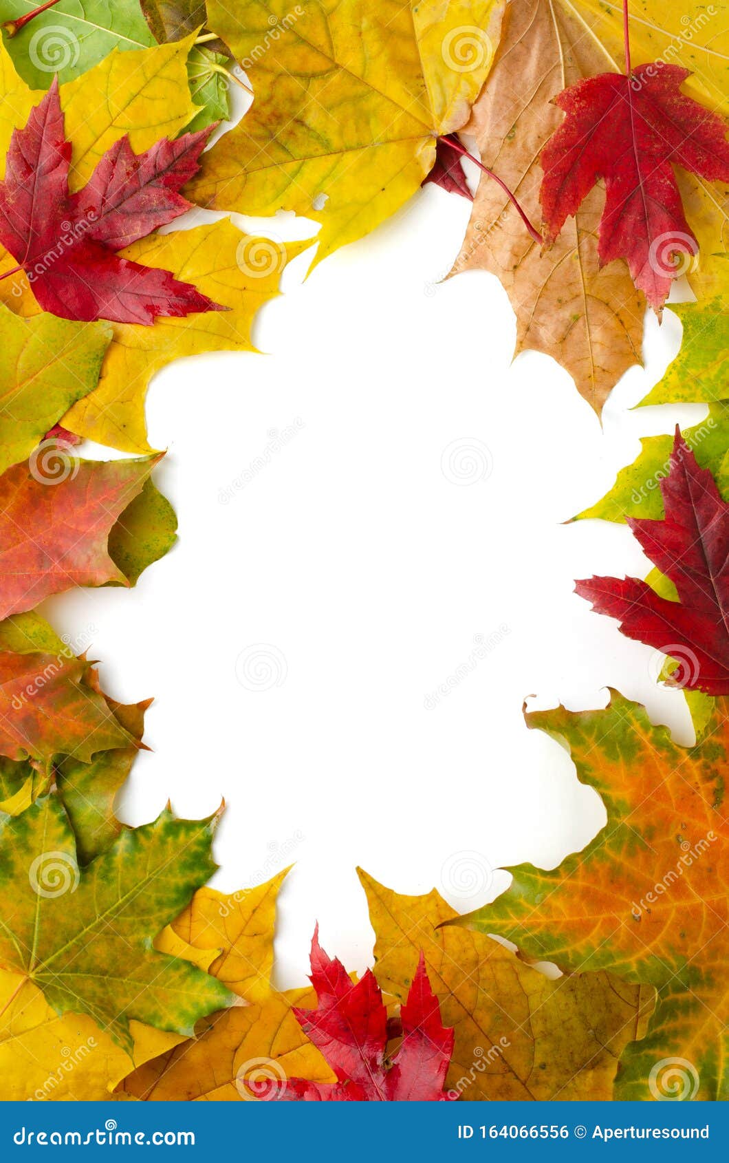 Border Frame of Colorful Autumn Maple Leaves Stock Photo - Image of ...