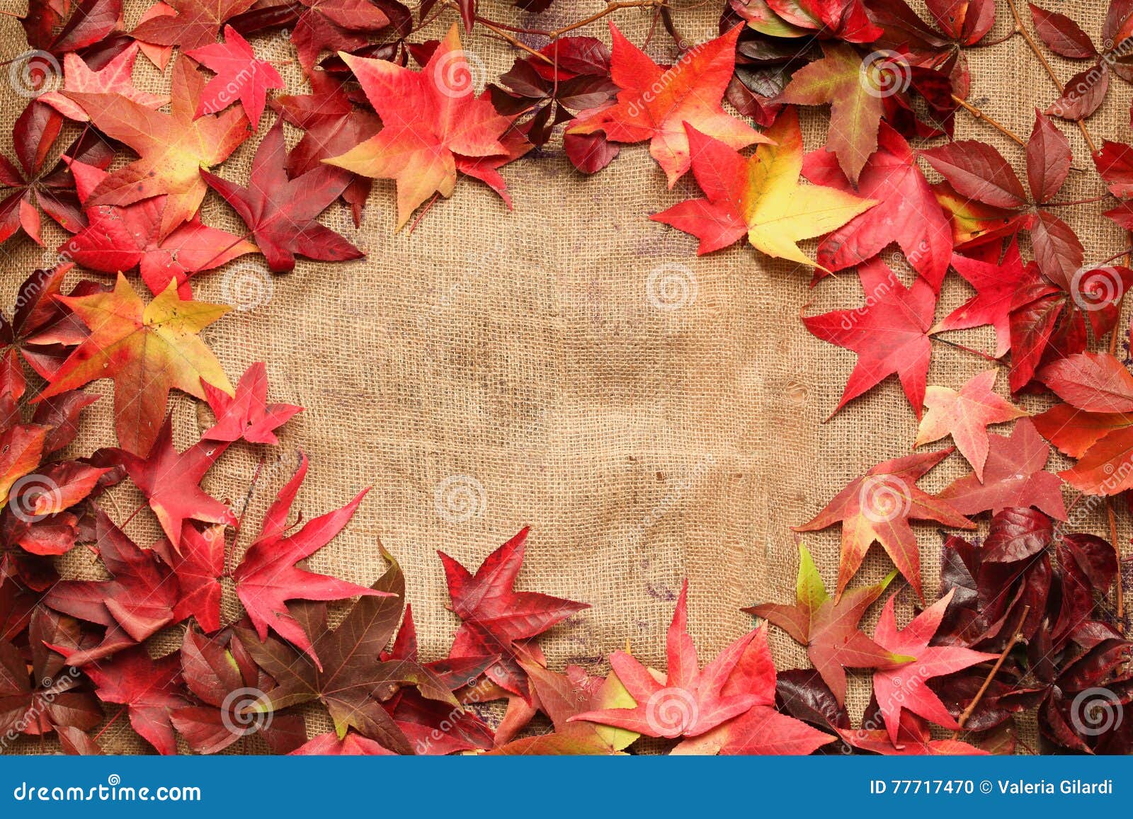 Border Frame of Colorful Maple Leaves Stock Photo - Image of decoration ...