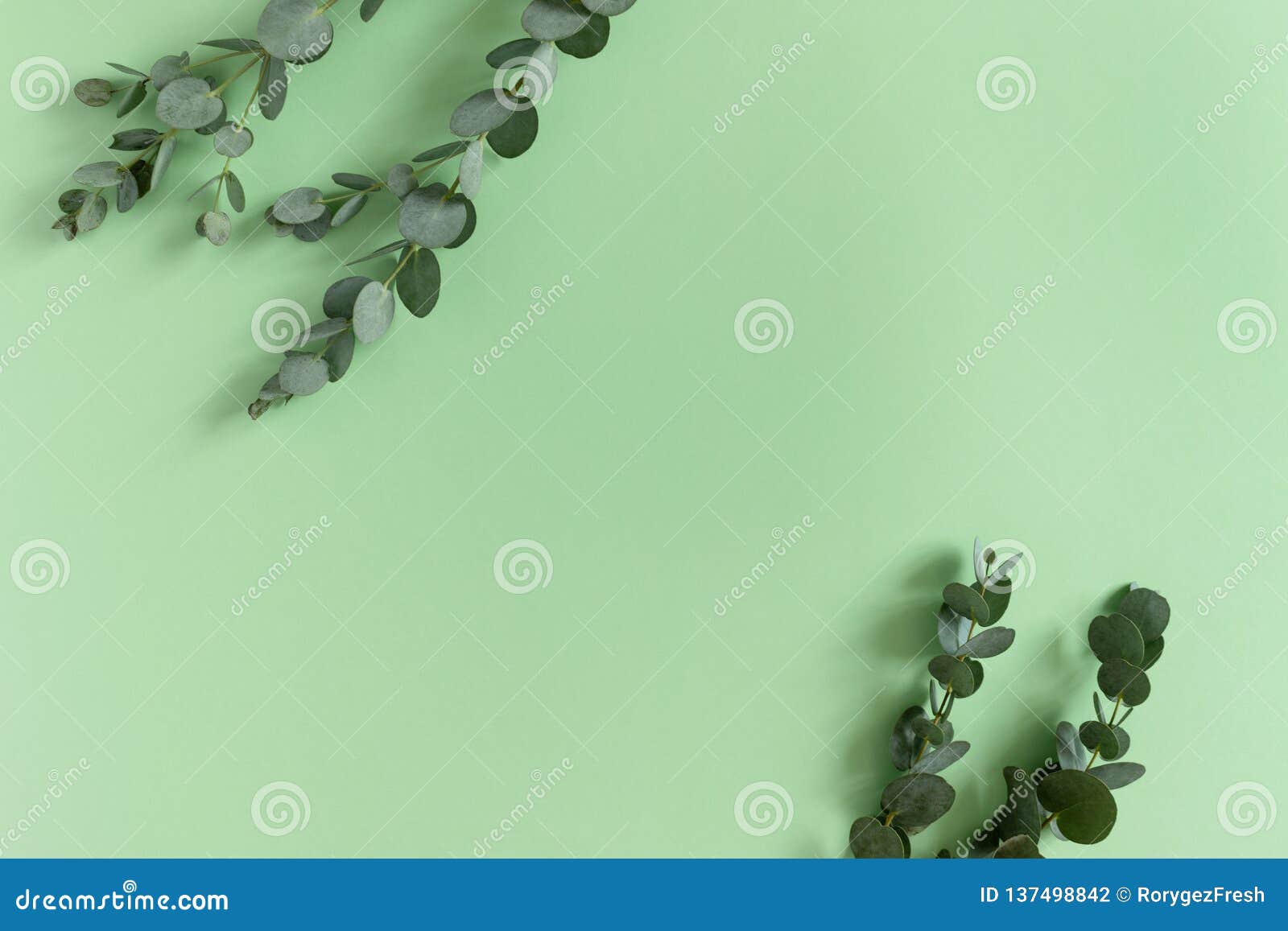 Border Frame Made of Eucalyptus Branches Stock Photo - Image of green ...