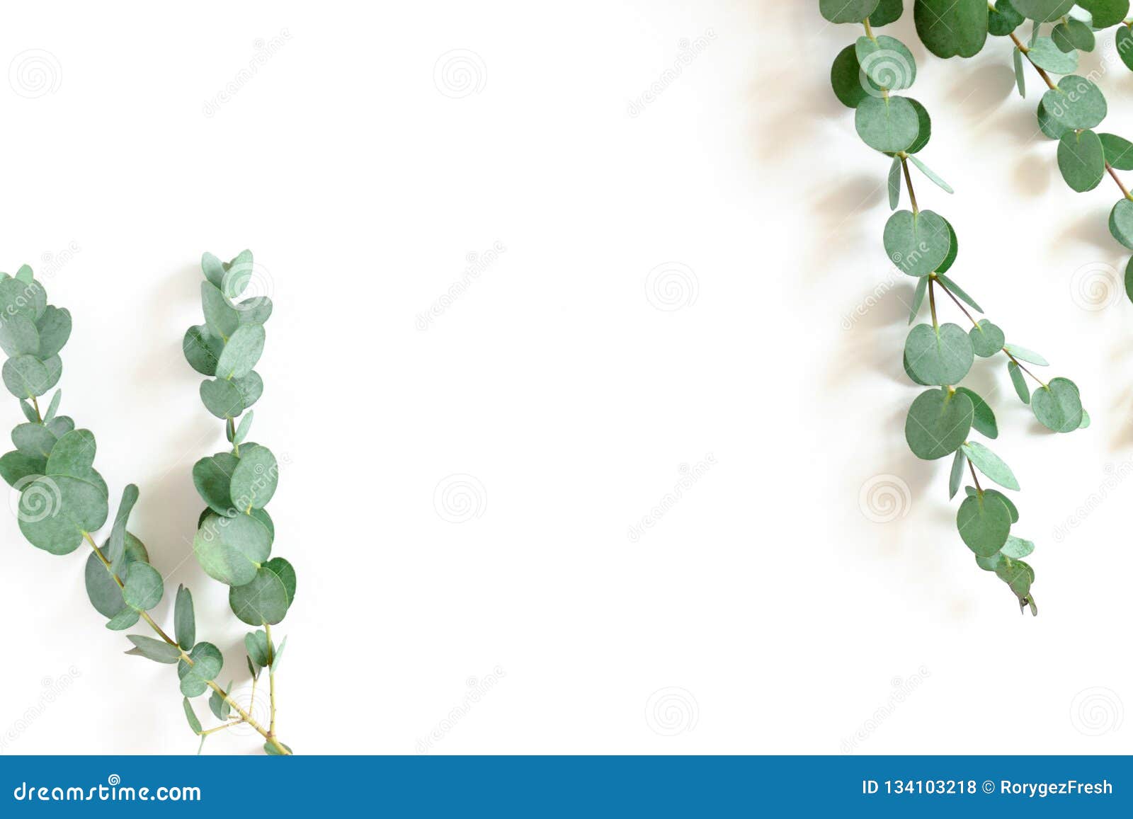 Border Frame Made of Eucalyptus Branches Stock Photo - Image of card ...