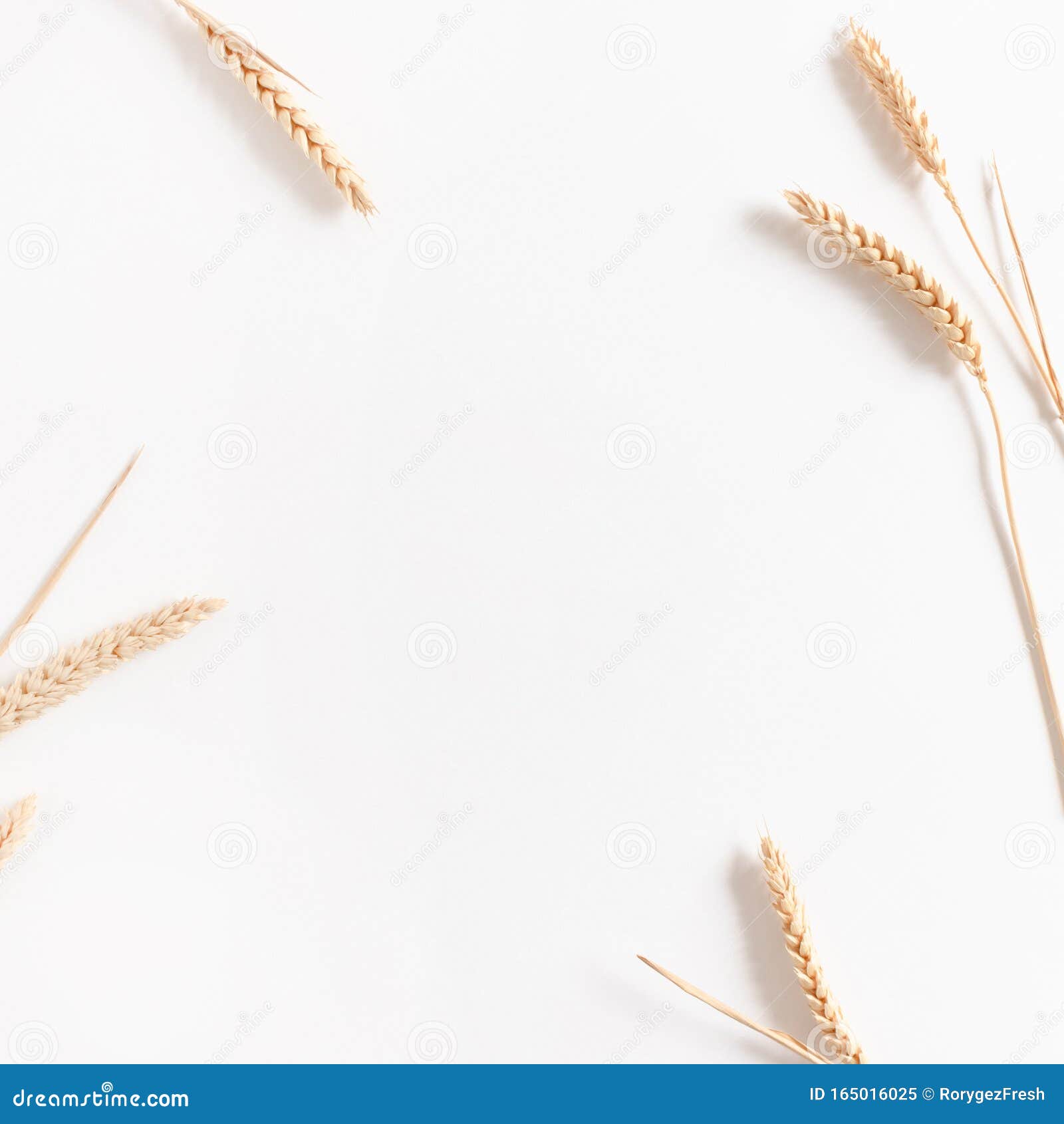 Border frame made of wheat stock image. Image of autumn - 165016025