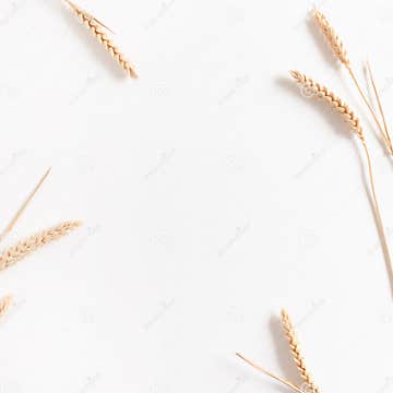 Border frame made of wheat stock image. Image of autumn - 165016025