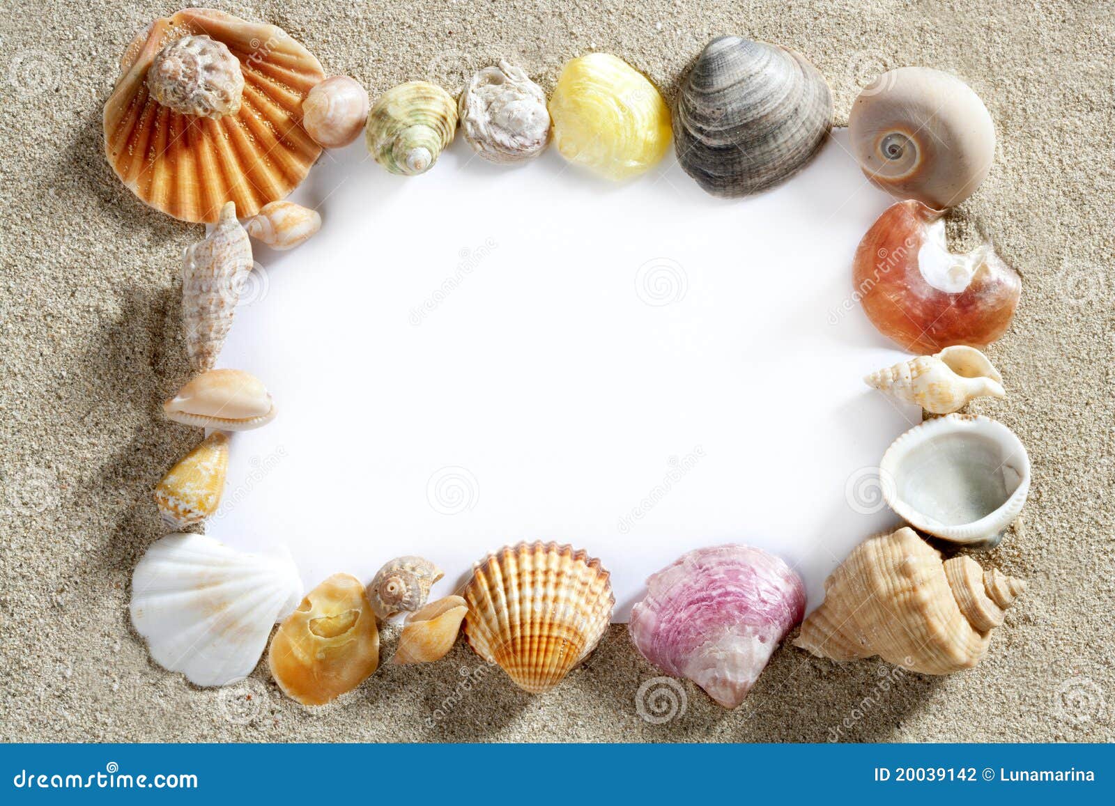 Sea Shell Borders And Frames
