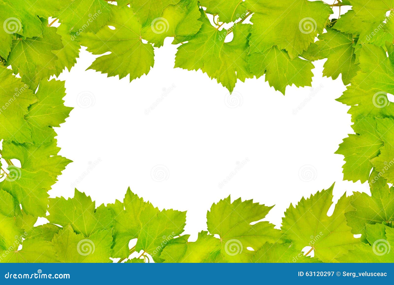 Border of Fresh Grape Leaves Stock Image - Image of agriculture ...