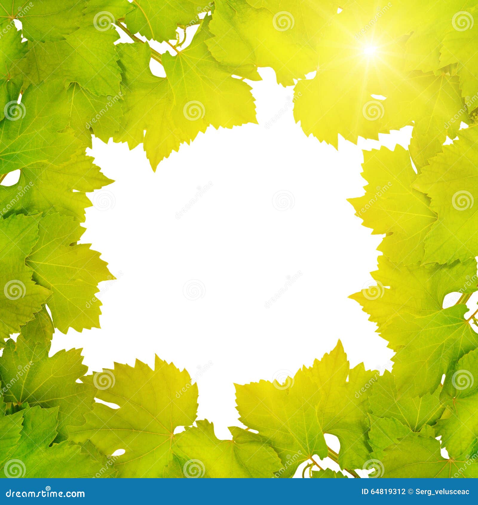 Border of Fresh Grape Leaves Stock Photo - Image of decoration, nature ...