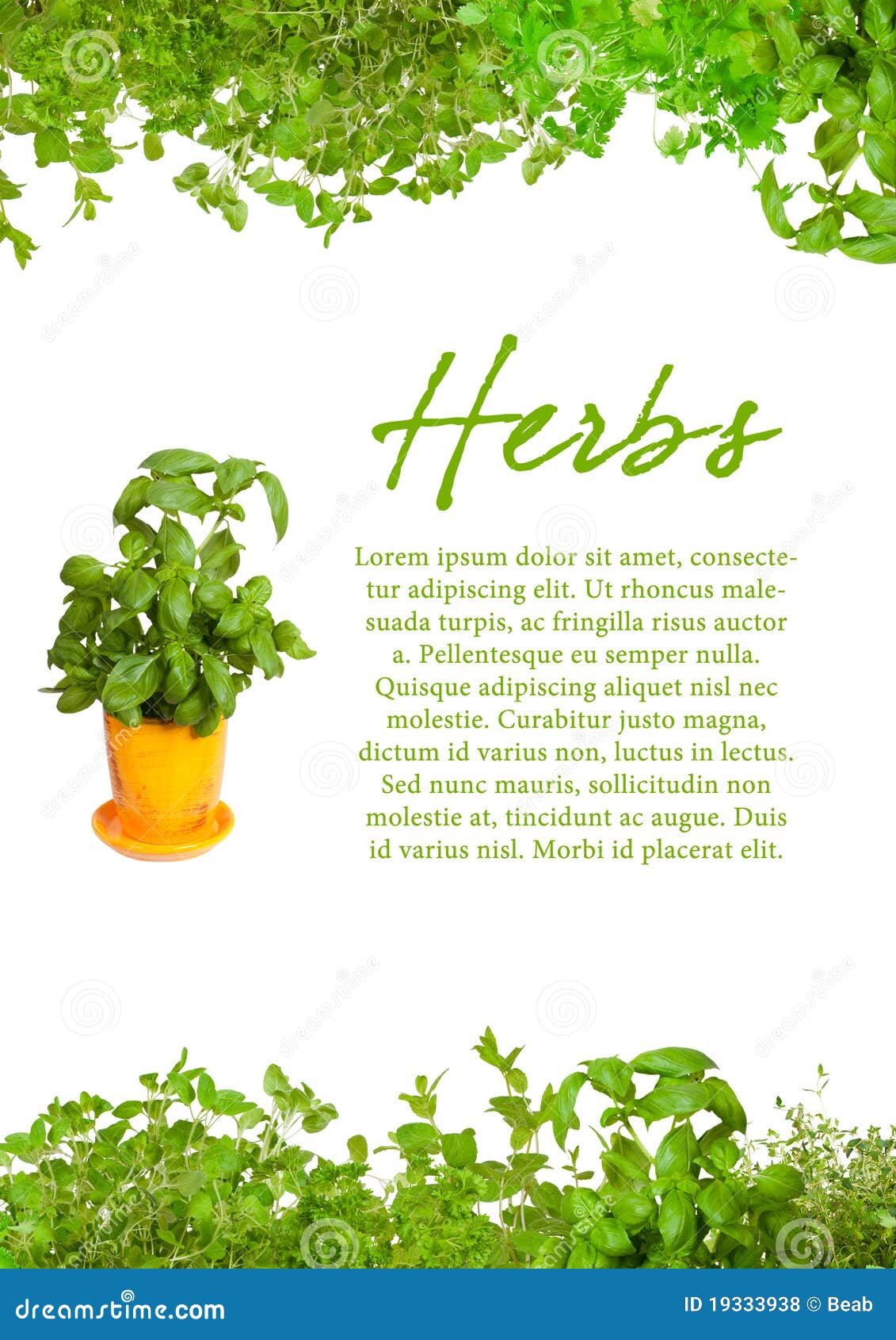 Border of fresh herbs stock photo. Image of balm, herb - 19333938