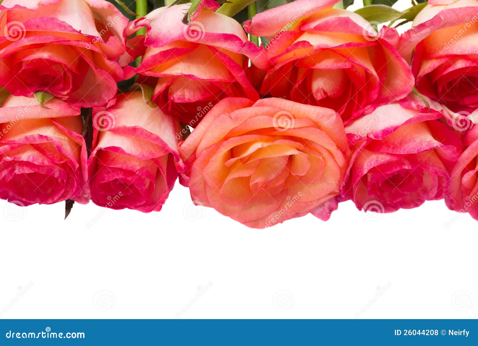 Border of fresh pink roses stock photo. Image of festive - 26044208