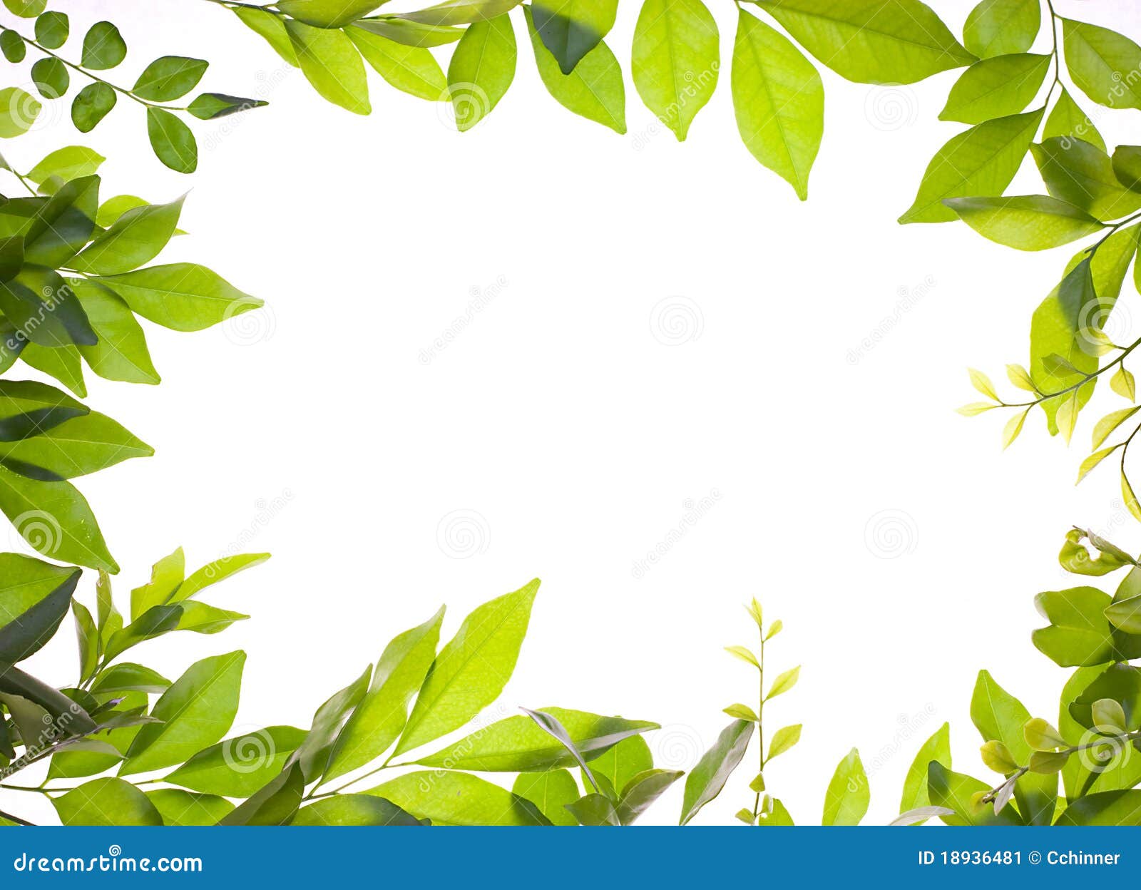 Border of Fresh Young Leaves Stock Image - Image of green, frame: 18936481