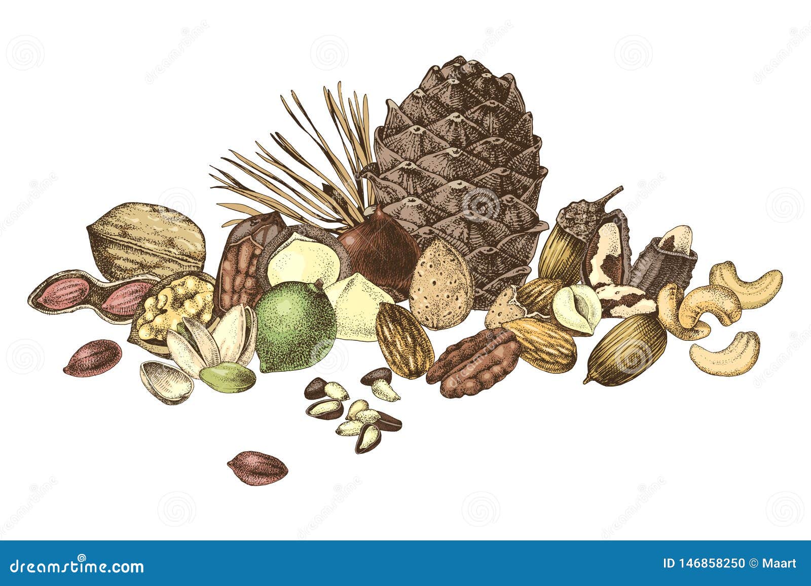 Border with Hand Drawn Edible Nuts Stock Vector - Illustration of ...