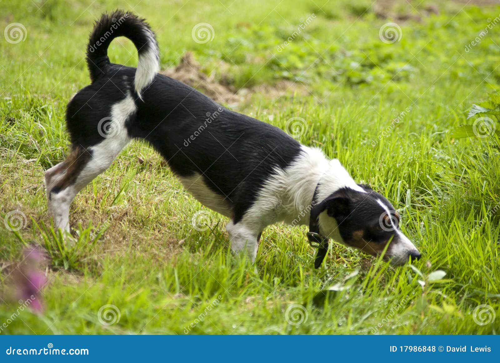 Border Jack at Work stock photo. Image of hunting, collie - 17986848