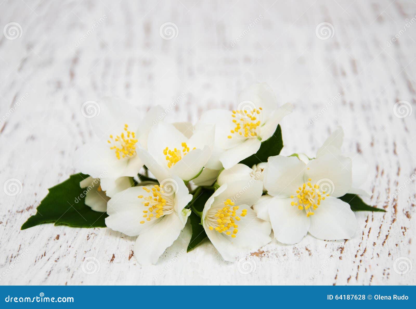 Border With Jasmine Flowers Stock Photo - Image of bouquet, concept ...