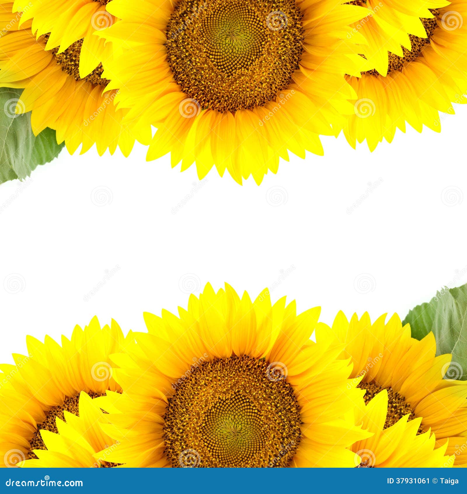 Border of Large Sunflowers with Copy Space Stock Image - Image of ...