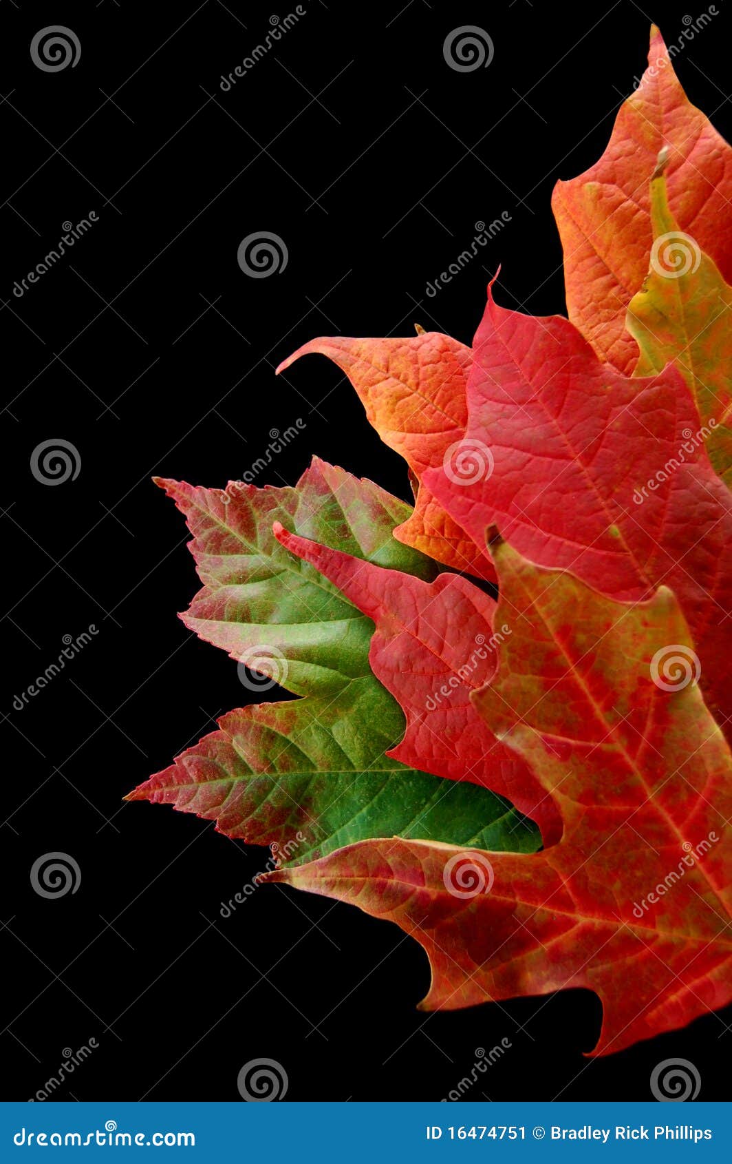 21,829 Several Leaves Photos - Free & Royalty-Free Stock Photos from ...