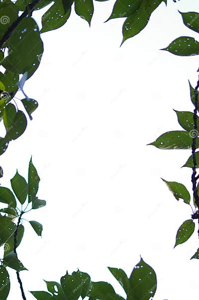 Border of leaves stock photo. Image of leaves, plants, leaf - 240514