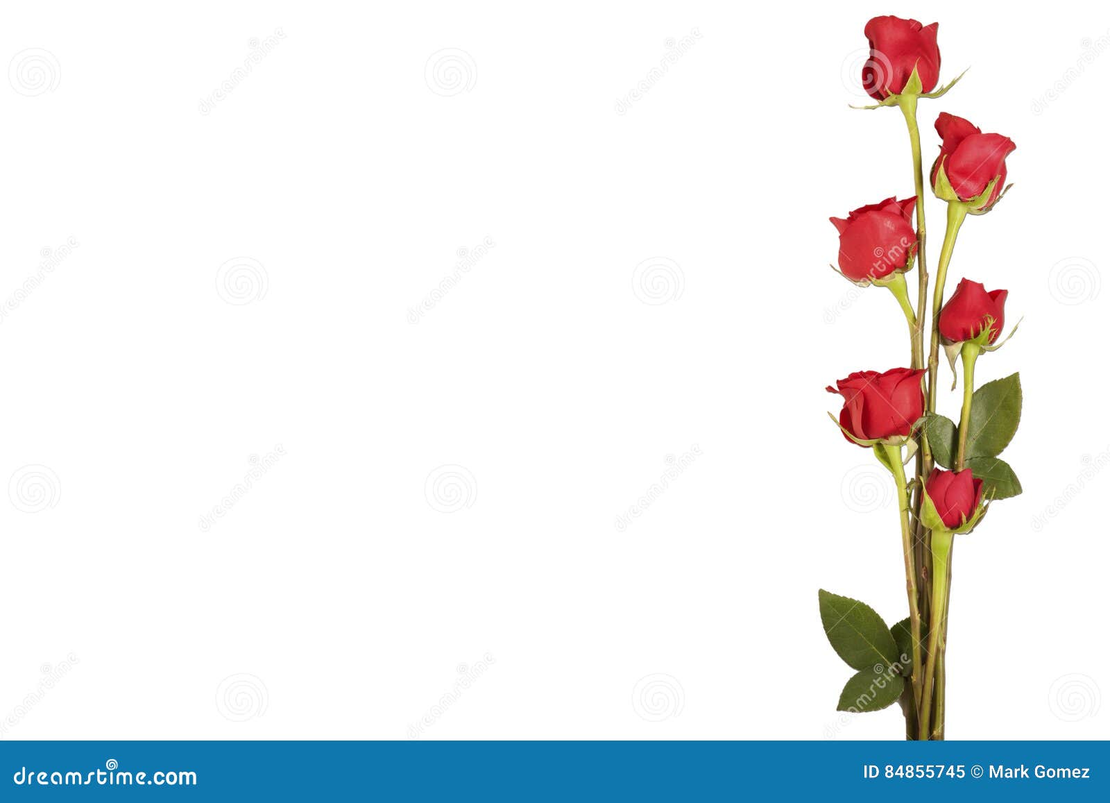 Border of Long Stem Roses Isolated on White Stock Image - Image of rose ...