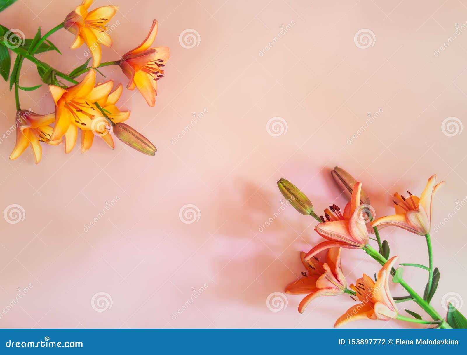 Border Made of Orange Lilies on Pink Background Stock Photo - Image of ...