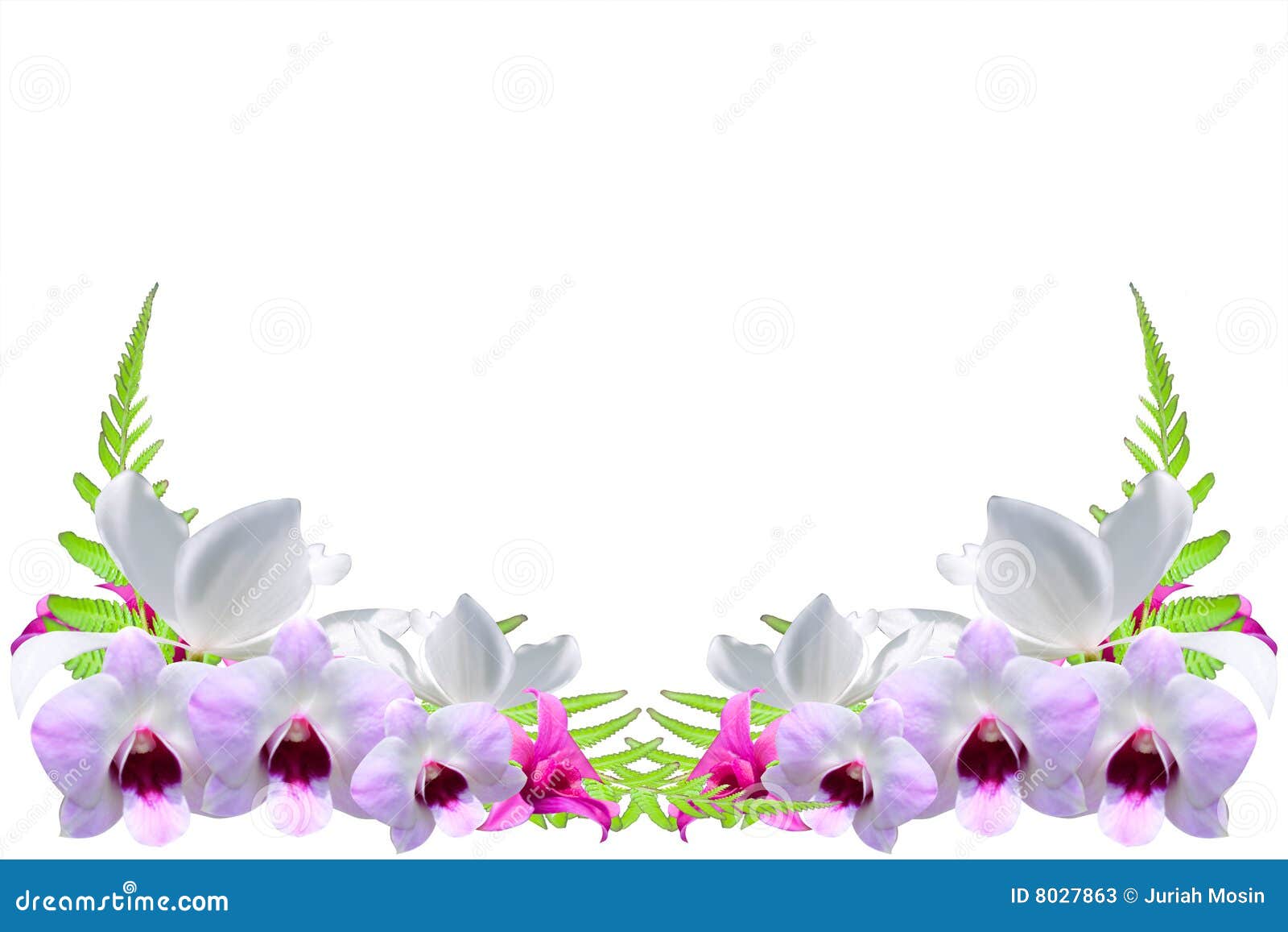 Border Made Out of Exotic Orchids Stock Image - Image of border ...
