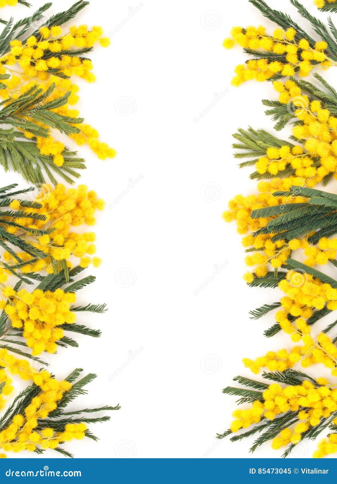 Border of mimosa flowers. stock image. Image of flower - 85473045