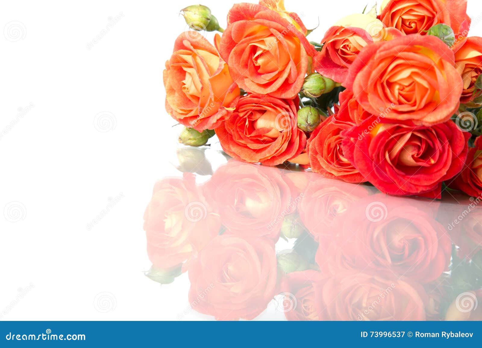 Border of Orange Rose Flowers Close Up Isolated on White Background ...