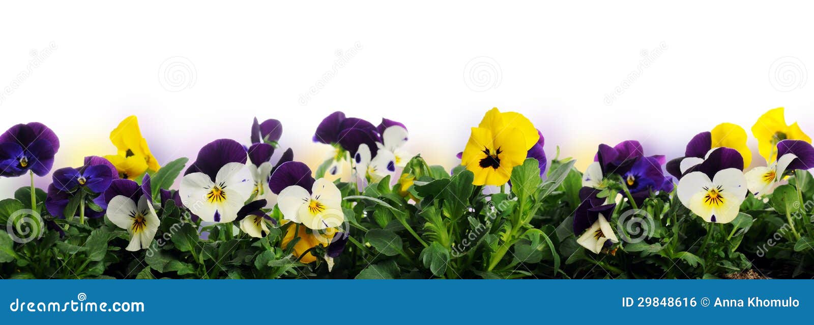 Border of pansies stock photo. Image of beautiful, border - 29848616