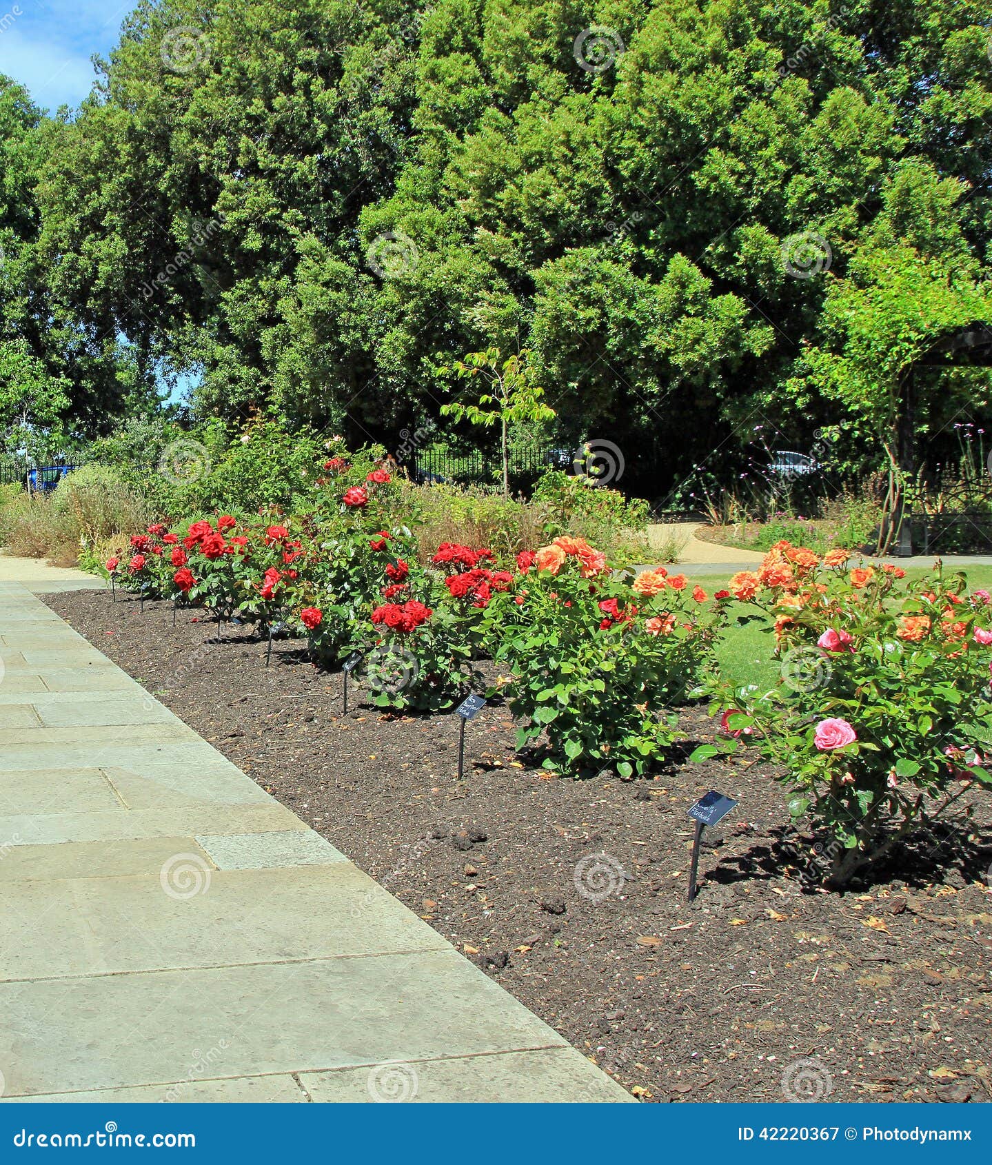 Border path bed of roses stock image. Image of beautiful - 42220367
