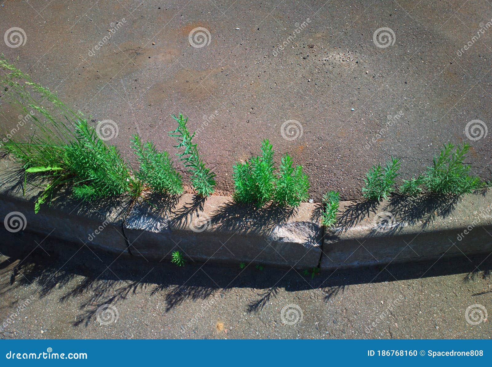 Border Pavement Covered with Green Plants Stock Photo - Image of ...