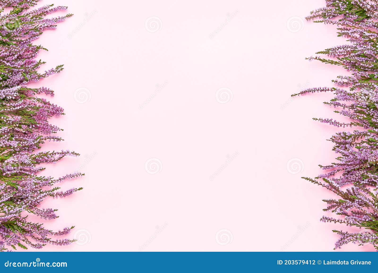 A Border of Pink Common Heather Flowers on a Pink Backdrop. Copy Space ...