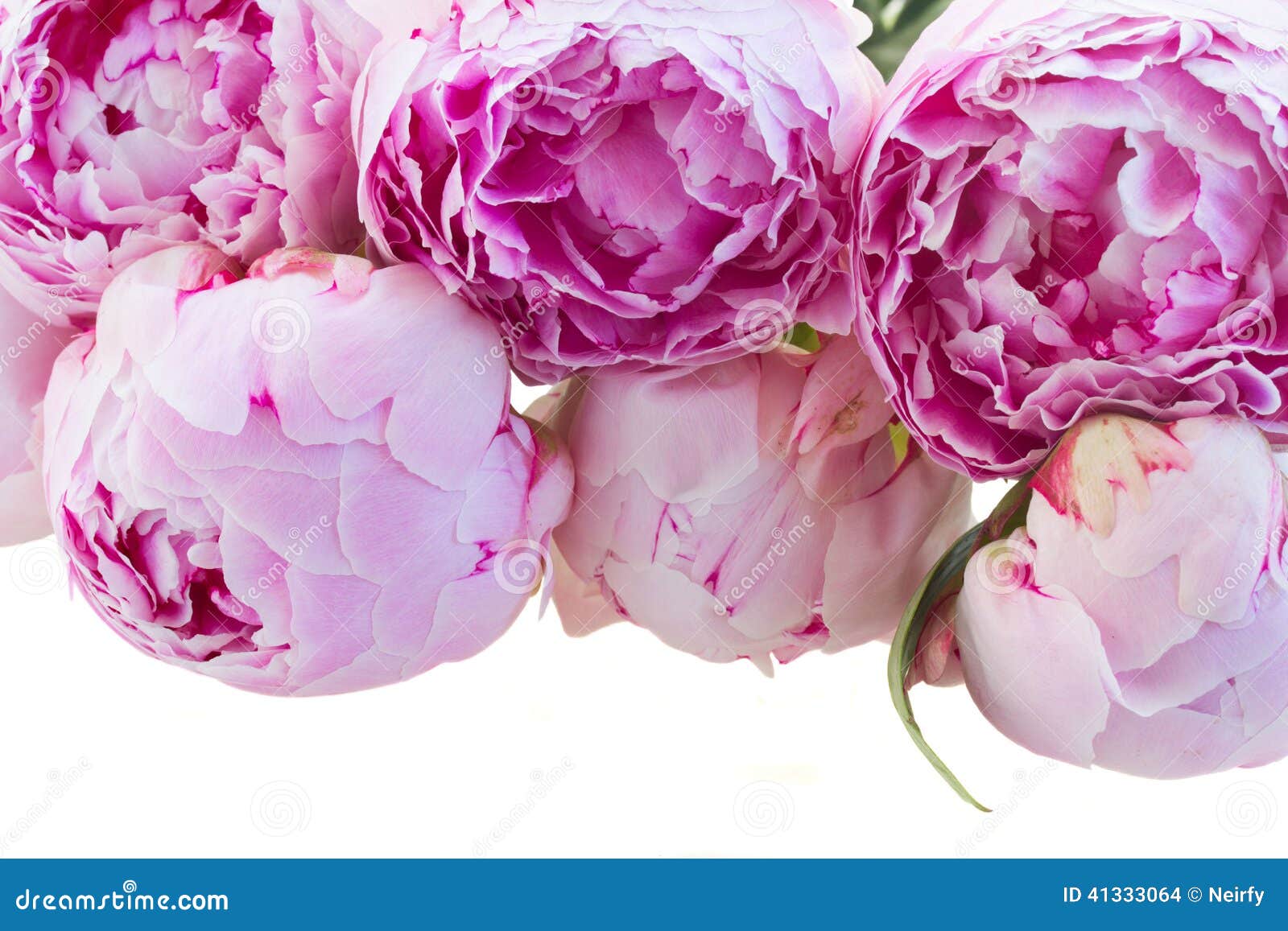 Border of pink peonies stock photo. Image of card, isolated - 41333064