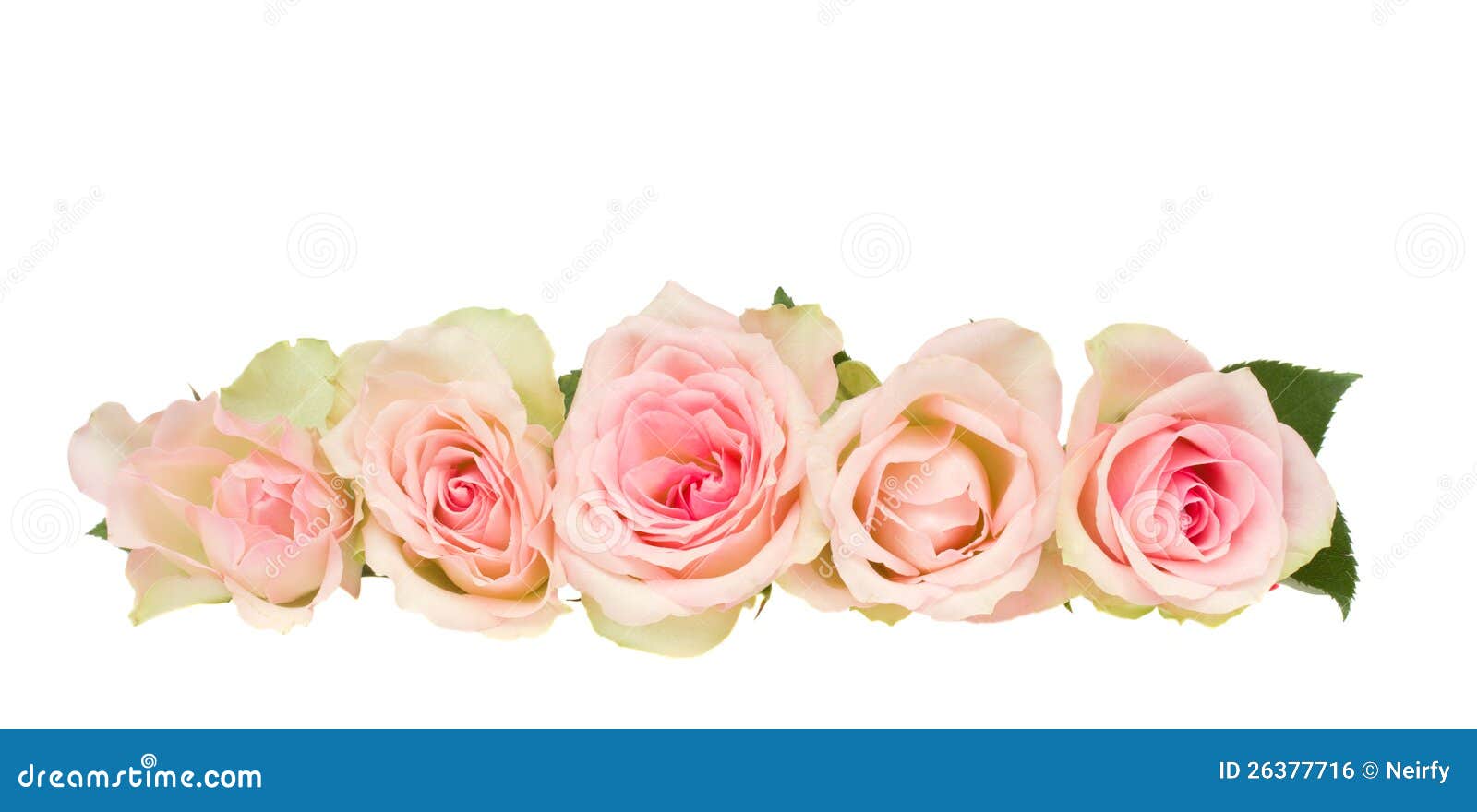 Border of pink roses stock photo. Image of beautiful - 26377716