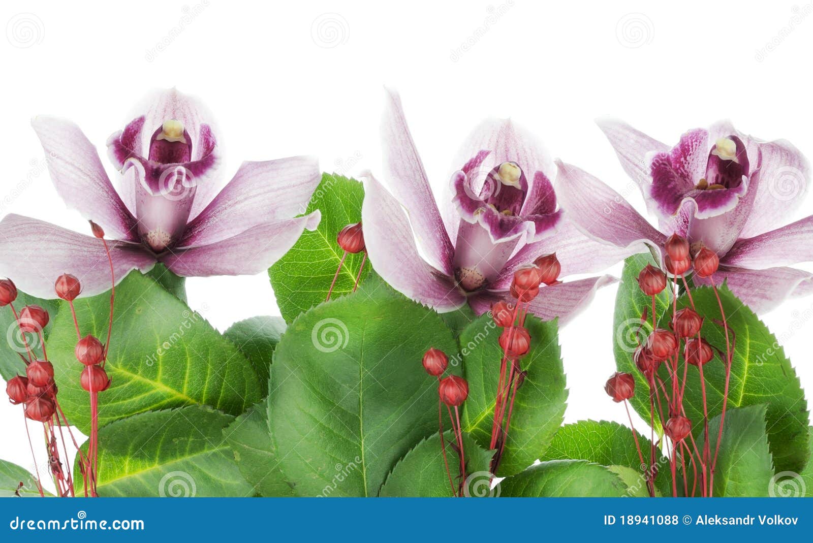 Border from purple orchids stock photo. Image of stem - 18941088