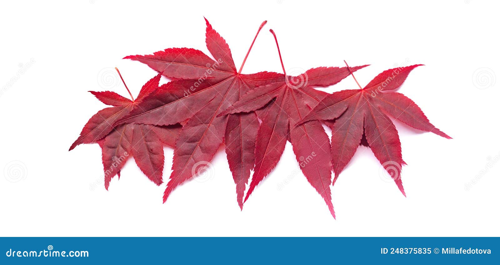 Border of Red Bright Autumn Fall Maple Leaves Close Up Isolated on ...