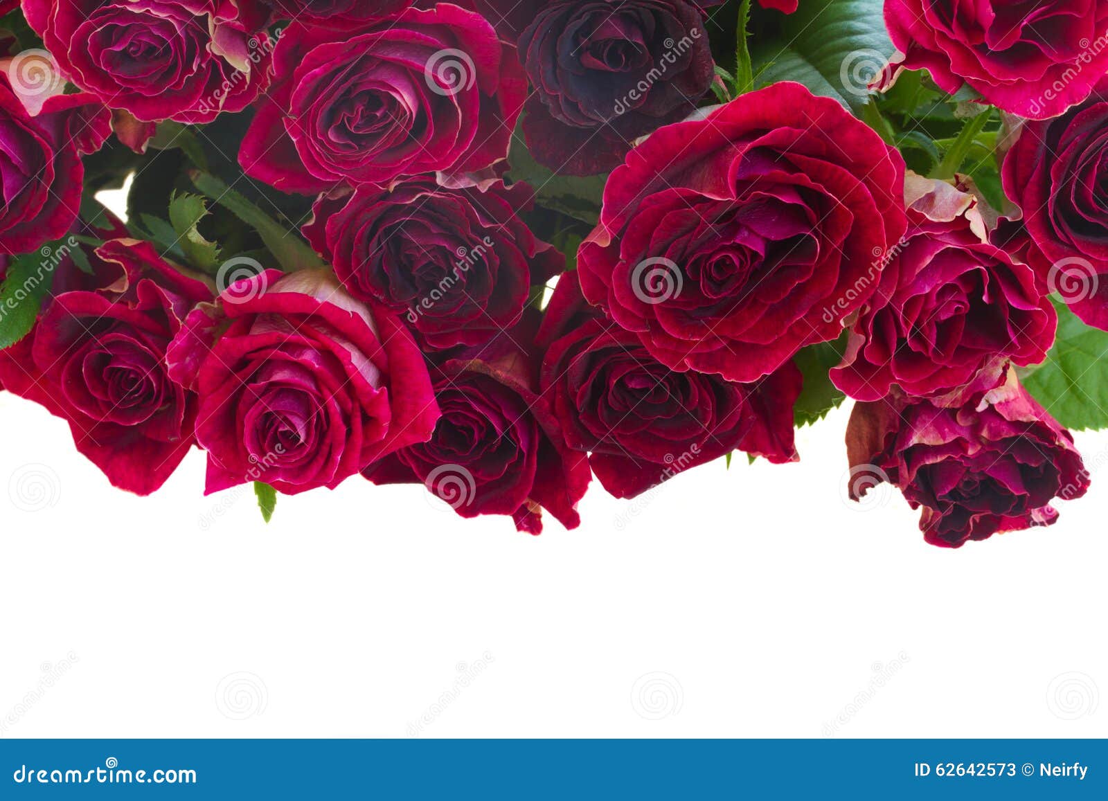 Border of Red and Pink Roses Stock Image - Image of bloom, decoration ...
