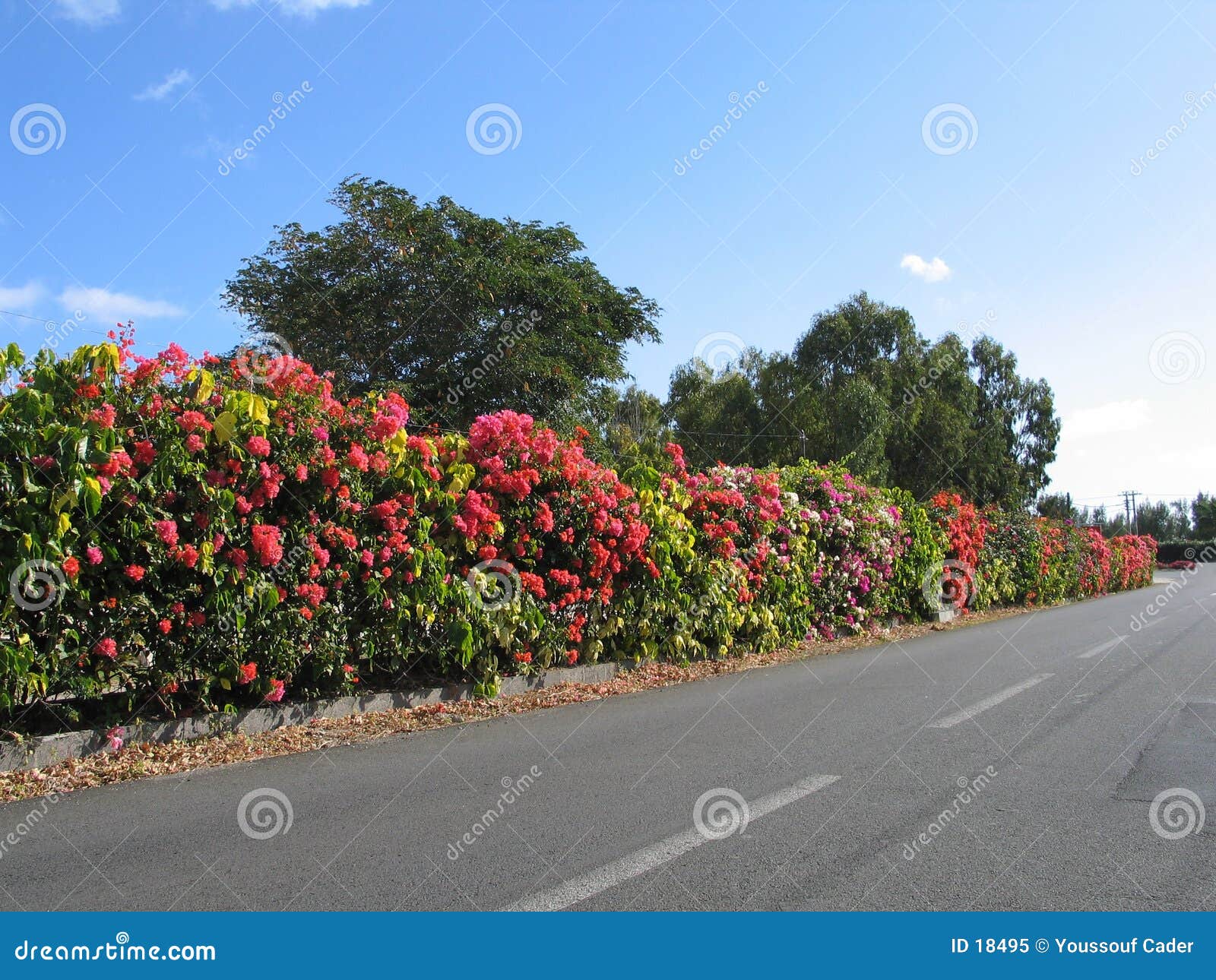 Border Shrubs stock image. Image of carribean, blue, yellow - 18495