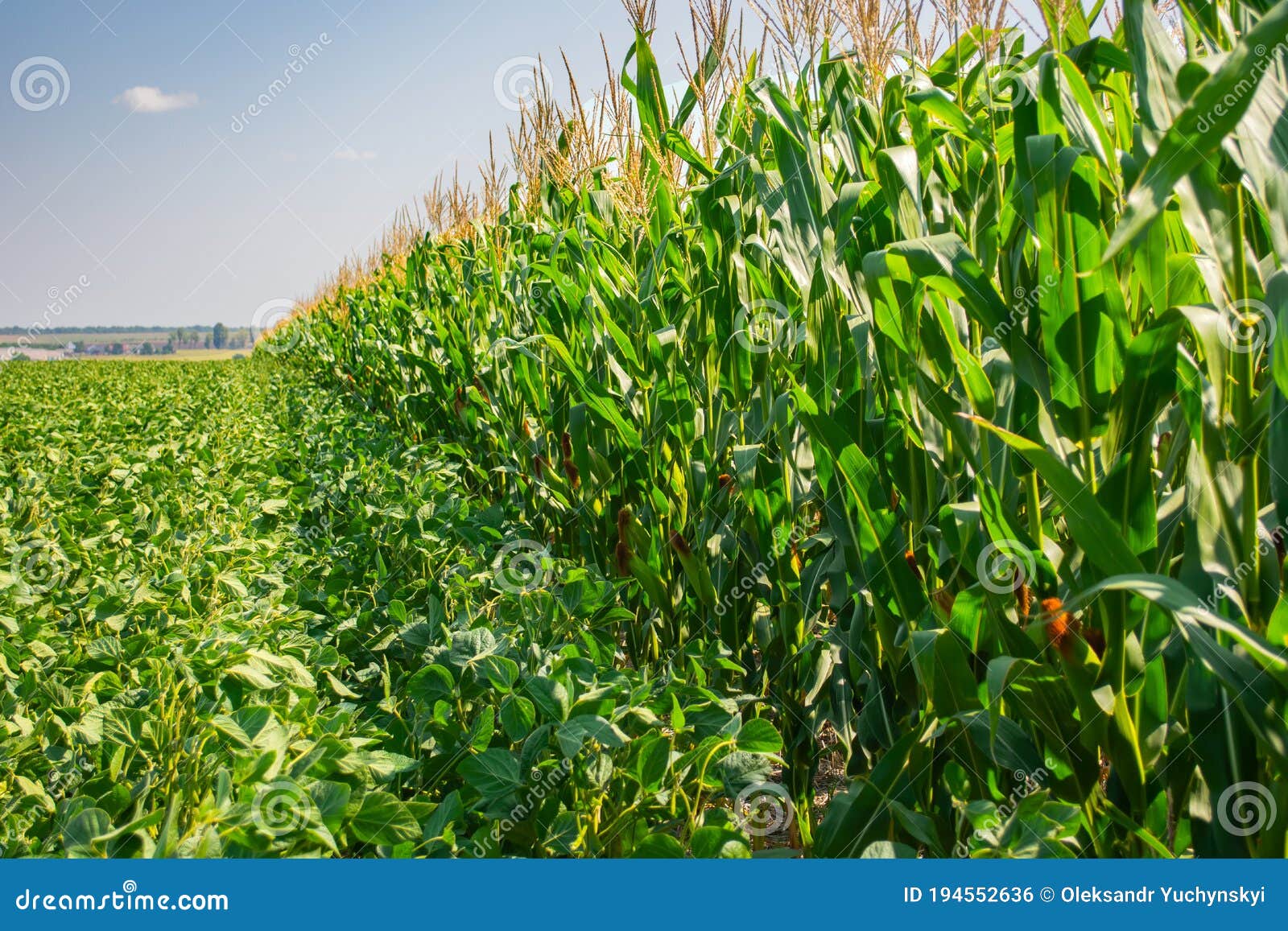 Border of Soybean and Corn Fields in Summer Stock Photo - Image of ...